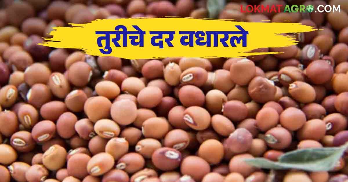 Pigeon Pea Market : तुरीच्या दराने घेतली उसळी; वाचा काय मिळतोय बाजारात ...