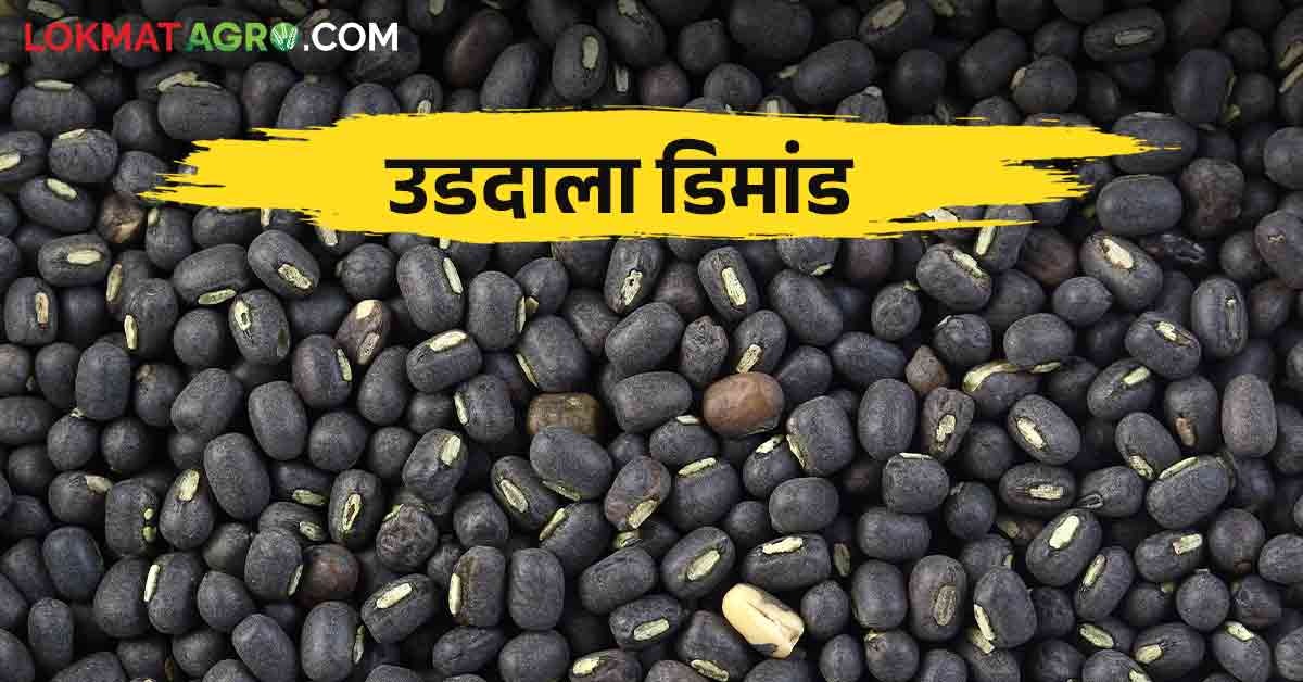 Udid Bajarbhav : उडदाला मागणी वाढली कसा मिळतोय बाजारभाव | Udid ...
