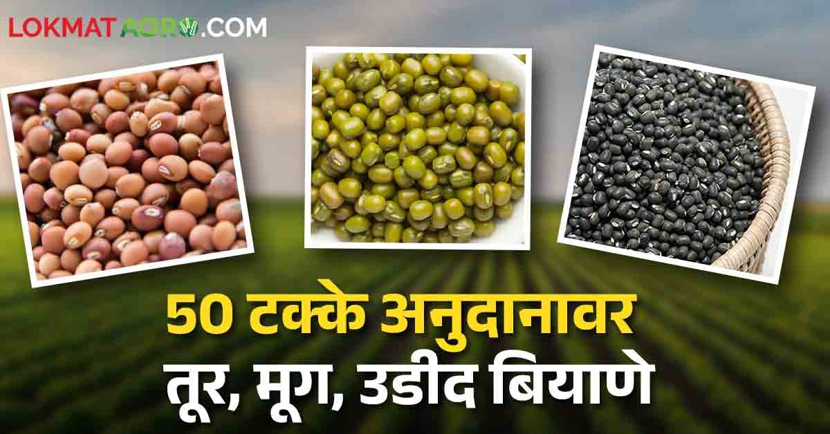 Seed : शेतकऱ्यांनो, आताच अर्ज करा, ५० टक्के अनुदानावर उडीद, भुईमुग, तुर ...