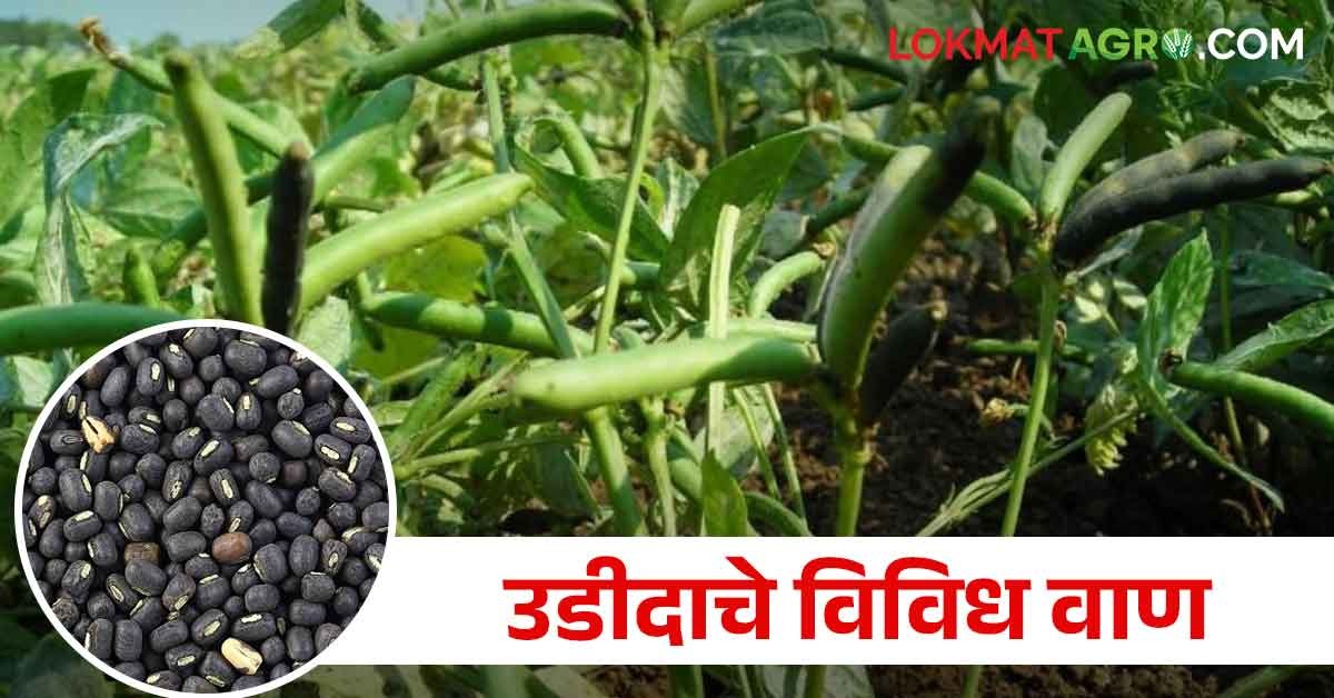 उडीद पिकांमधील या सुधारीत वाणांची निवड करा आणि भरघोस उत्पादन घ्या ...