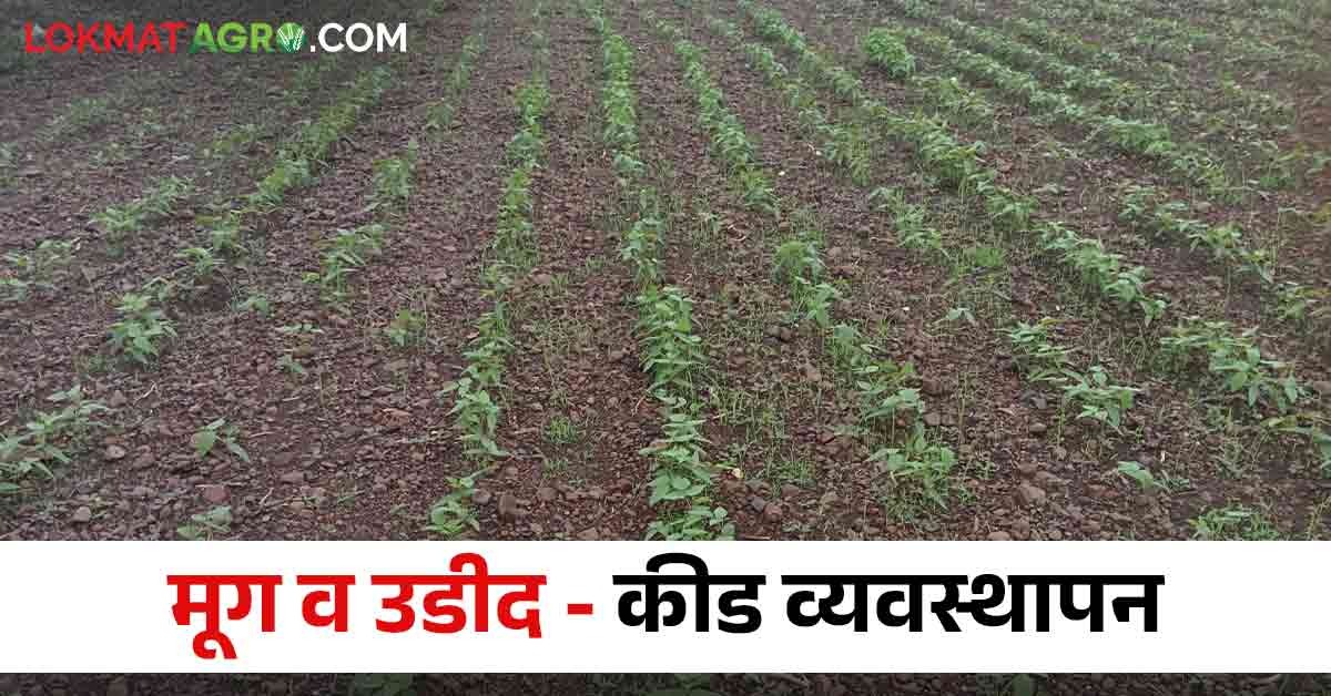 Mug, Urad Pest : मूग आणि उडीद पिकांवरील किडींचा बंदोबस्त कसा कराल ...