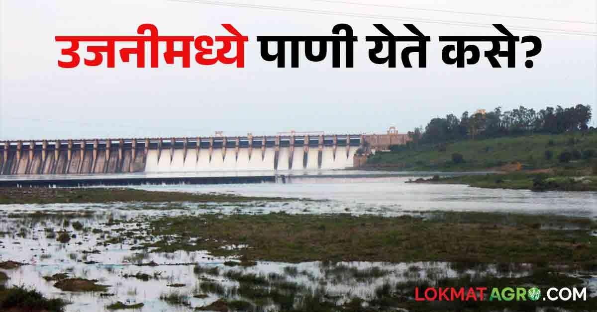 Ujani Dam: उजनी धरणात कुठून येतं पाणी.. वाचा उजनीत येणाऱ्या पाण्याचा ...