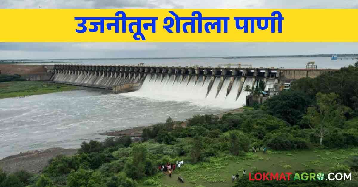 Ujani Dam Water Level: उजनी धरणाची पाणीपातळी स्थिर ठेवण्यासाठी मोठा ...