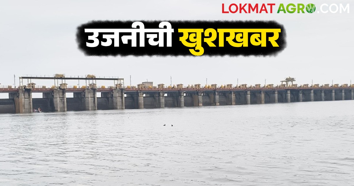 शेतकऱ्यांची चिंता मिटली; मागील १५ दिवसात उजनी धरणाच्या पाणीसाठ्यात मोठी ...
