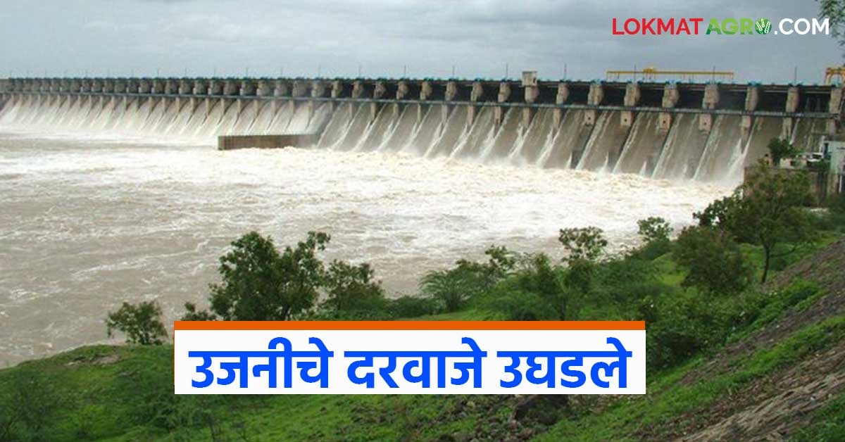 Ujani Dam Water Level : उजनी धरणाचे १६ दरवाजे उघडले; १० हजार क्युसेकने ...