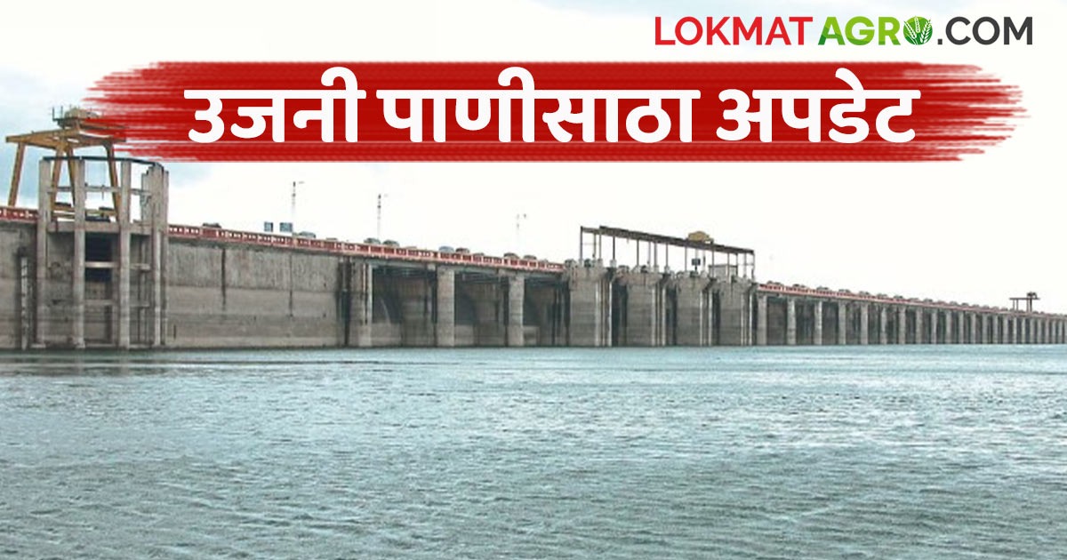 उजनी धरणात मागील २४ तासांत आले किती पाणी? जाणून घ्या सविस्तर | How much ...