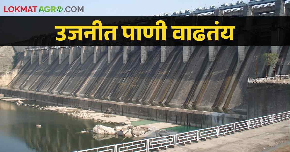 Ujani Dam Water आठ दिवसांत उजनी धरणाच्या पाणीपातळीत किती टक्क्यांनी ...