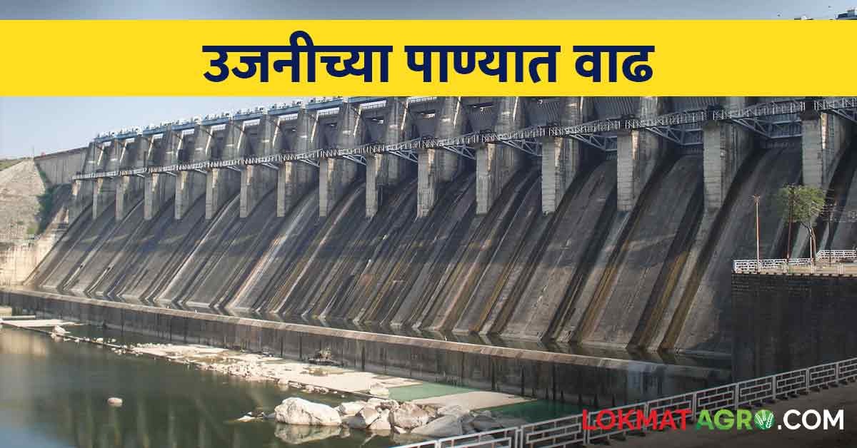 Ujani Dam पावसाचा जोर वाढला तशी उजनीची पातळी वाढू लागली | Ujani Dam: As ...