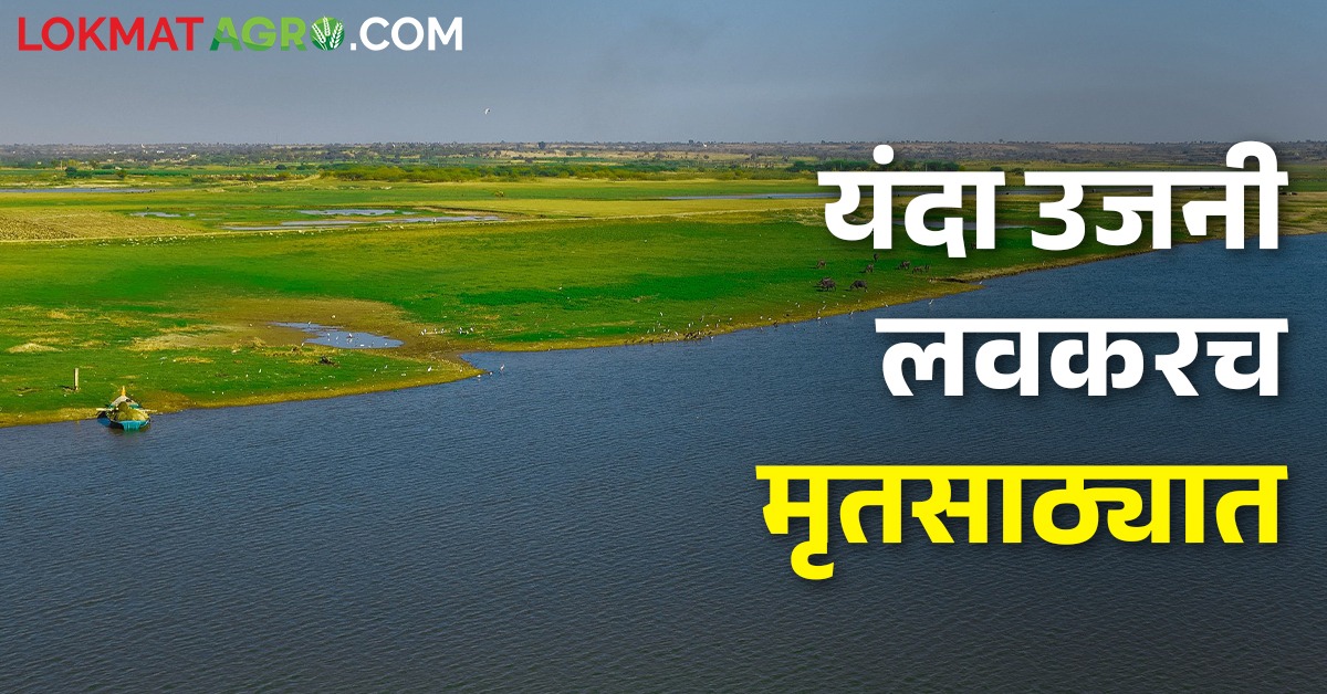 उजनी धरण मृत साठ्यात जाणार; १० वर्षात तिसऱ्यांदा कमी पाणी पातळी | Ujani ...