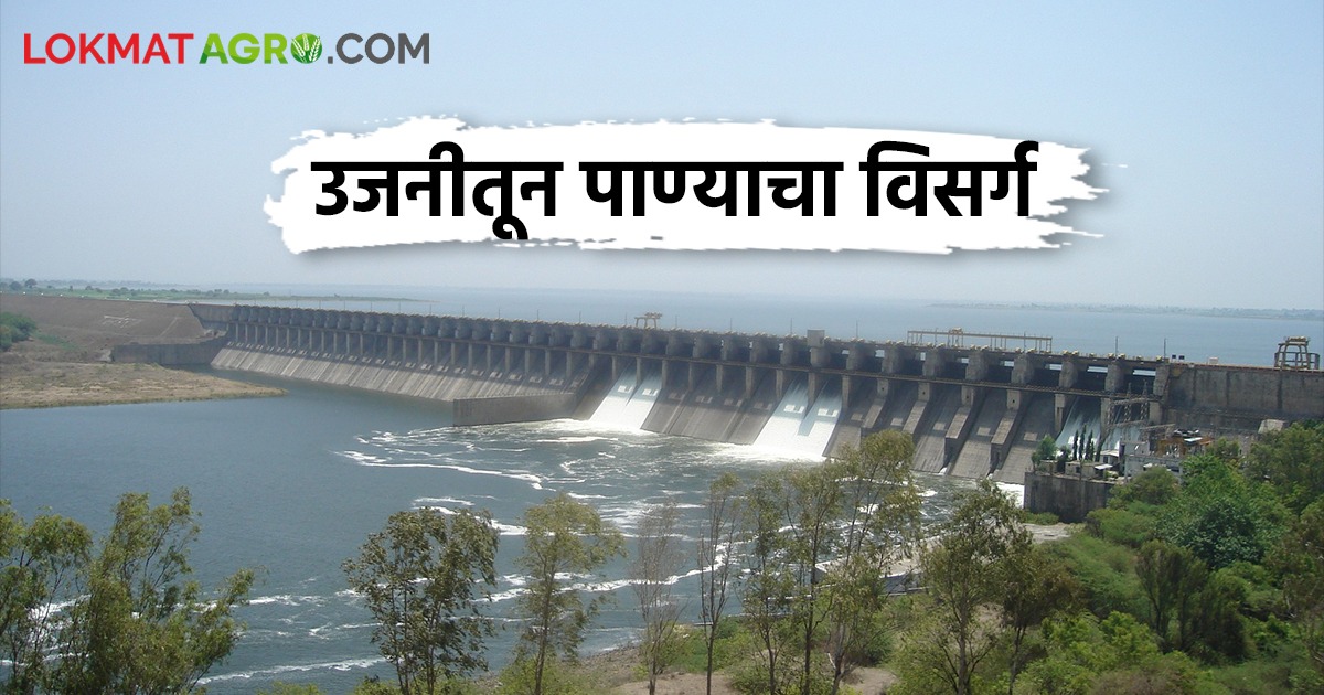 Ujani Dam उजनीतून सहा हजार क्युसेक पाणी सोडले | Released six thousand ...