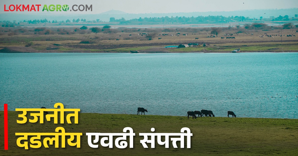 उजनी धरणाच्या पोटात दडलंय हजारो कोटींचं काळं सोनं? | Thousands of ...