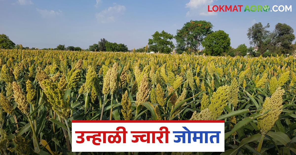 latest news about Summer Jowar Crops in farm read in details