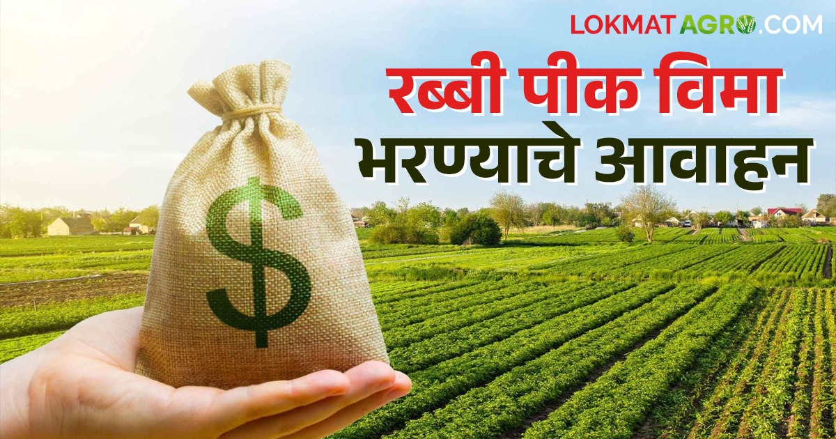 Rabbi Crop Insurance : गहू, कांदा, हरभरा पिकासाठी १५ डिसेंबरपर्यंत भरता ...