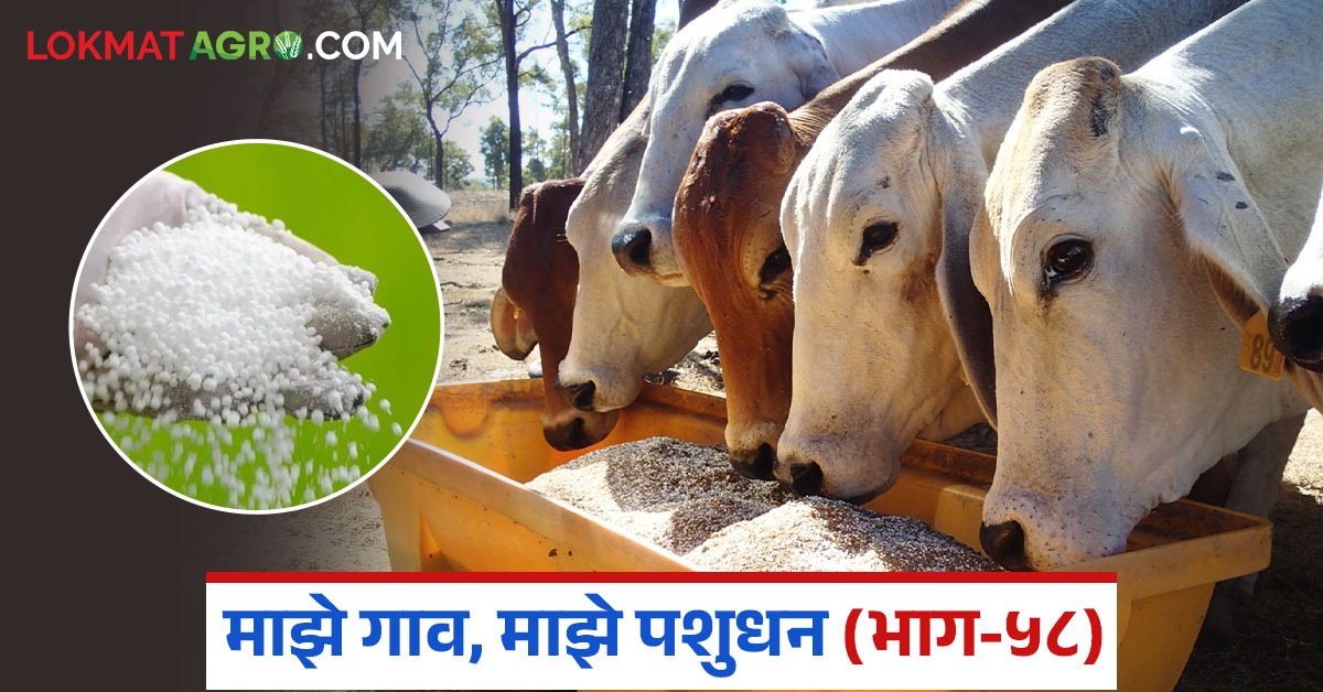 जनावरांत युरियाची विषबाधा कशी होती? कसे कराल उपाय? वाचा सविस्तर | How ...