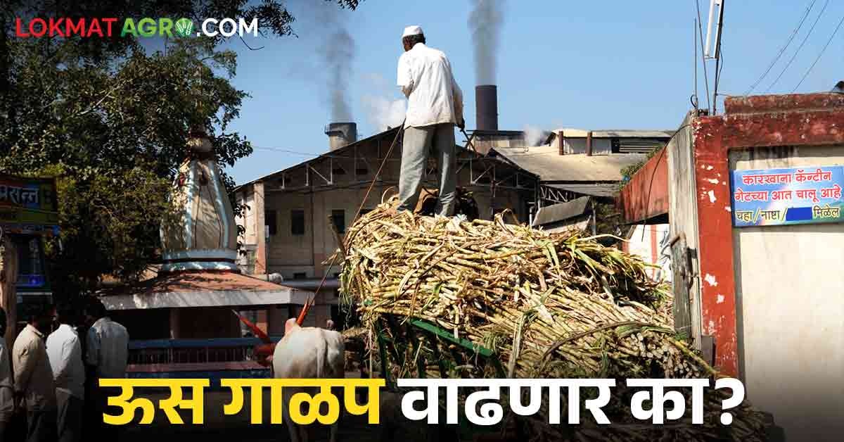 पंढरपूर तालुक्यात ५५ हजार हेक्टर ऊस लागवडीची नोंद कोणते कारखाने किती ...