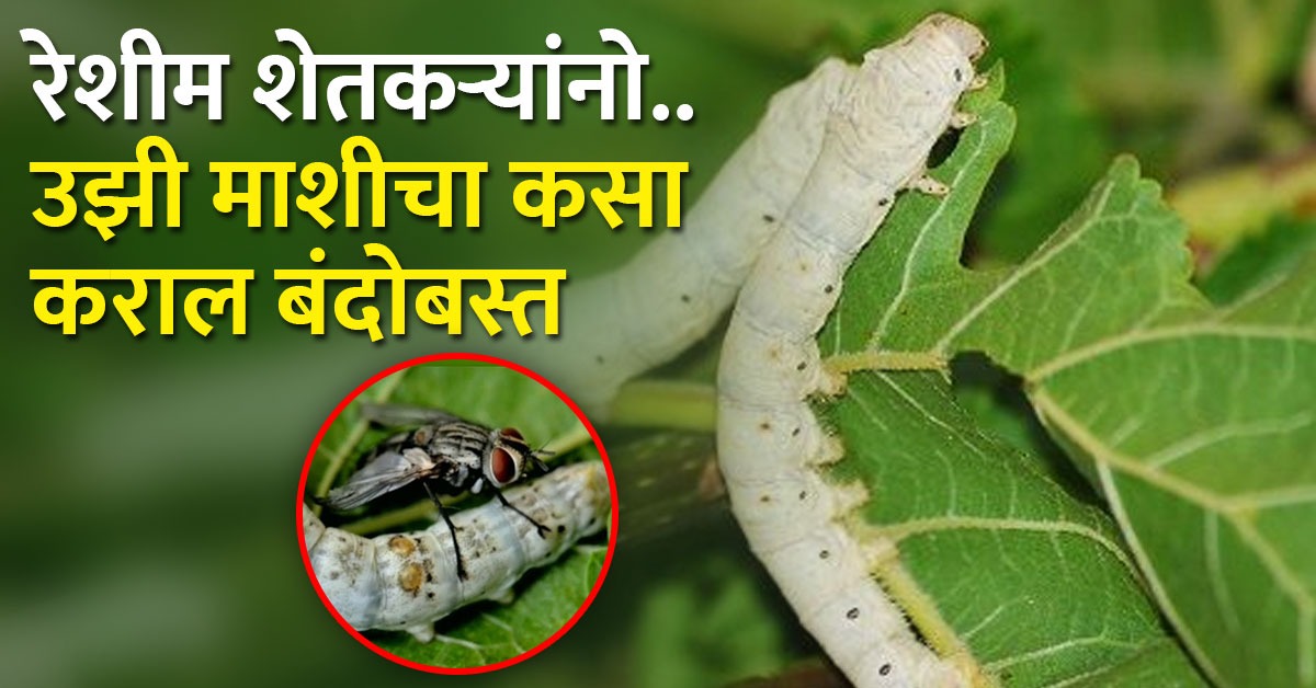 रेशीम शेतीत उझी माशीचे व्यवस्थापन कसे करावे? | How to manage Uzi fly in ...