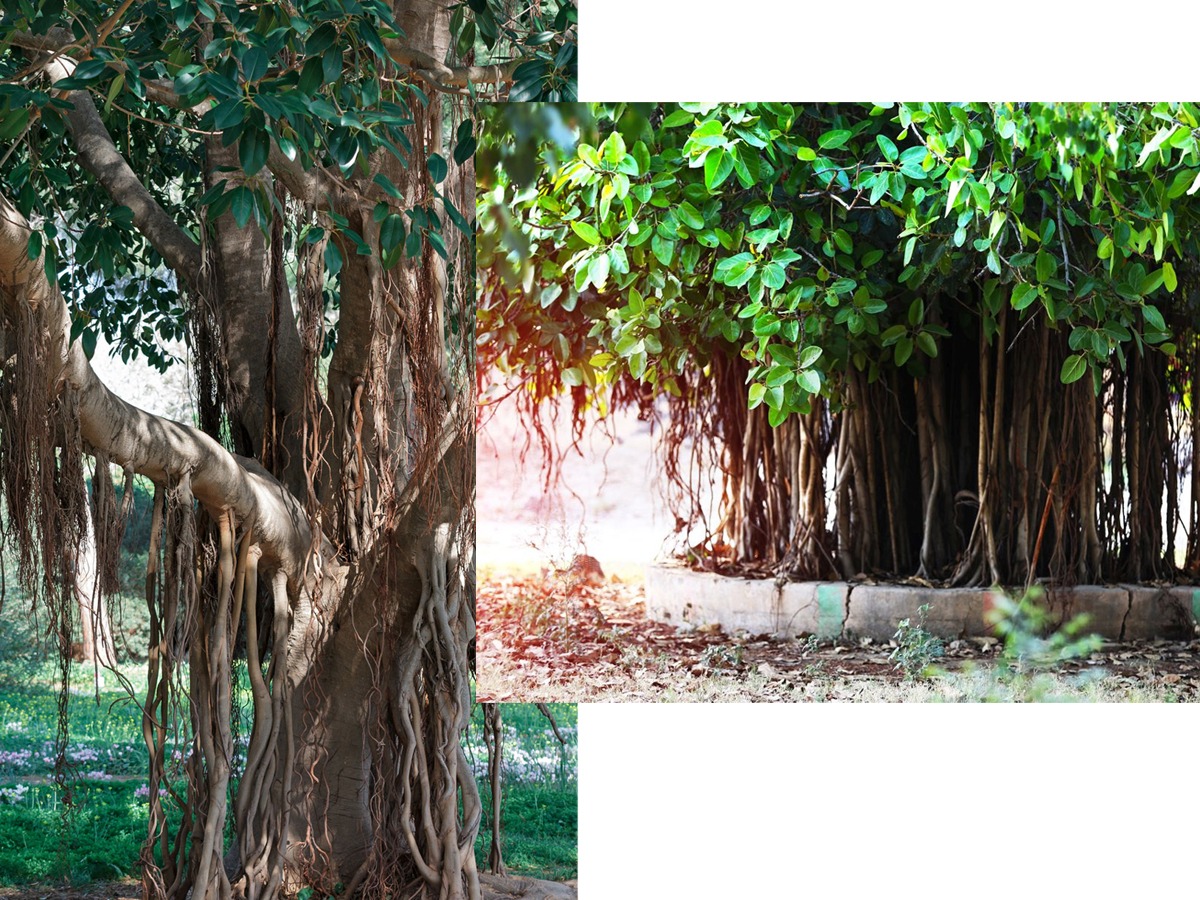 वडाचं झाड म्हणजे शेकडो पक्ष्यांचं हक्काचं घर, अन्नाची सोय; एका सुंदर ...