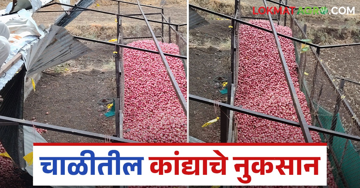 Agriculture News : वादळी वाऱ्यामुळे कांदा चाळ उध्वस्त, कांदाही पाण्यात ...