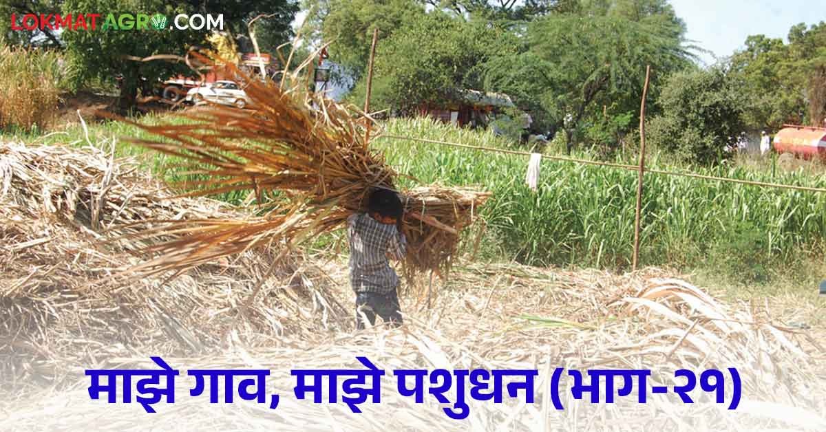 पावसाळ्यात पशुखाद्यासह वैरणीची कशी घ्याल काळजी | How to take care of ...