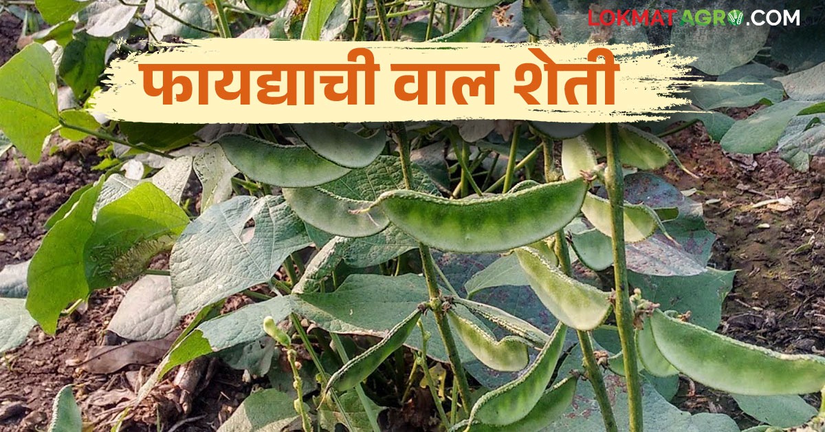 Val Lagwad : वाल हमखास उत्पन्न देणारे किफायतशीर पीक कशी कराल लागवड ...