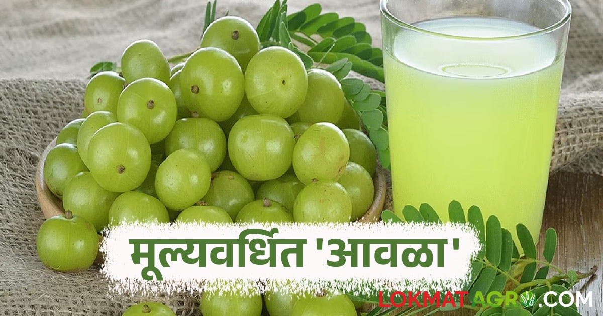 आवळ्याचे मूल्यवर्धन करून उभारा उद्योग; वाचा आवळ्याच्या विविध १५ ...