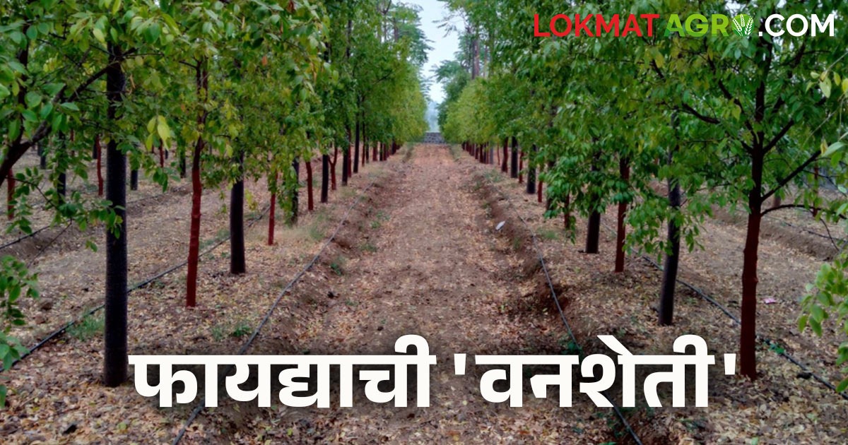 Van Sheti : वनशेती म्हणजे काय? अन् काय आहेत त्याचे फायदे? जाणून घ्या ...