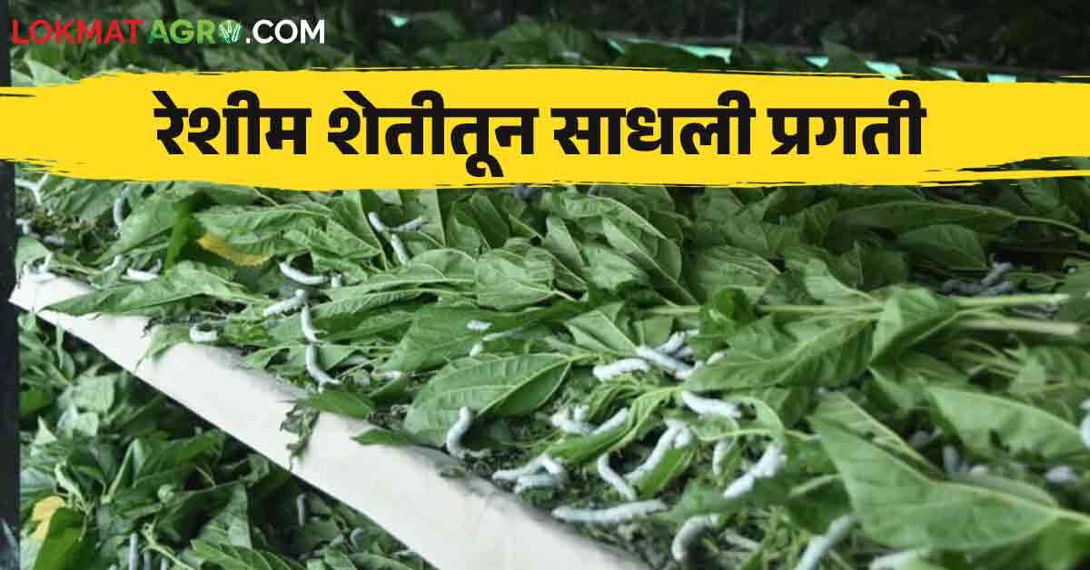 Sericulture Farming : वर्धा जिल्ह्यात असंख्य शेतकरी रेशीम शेतीतून ...