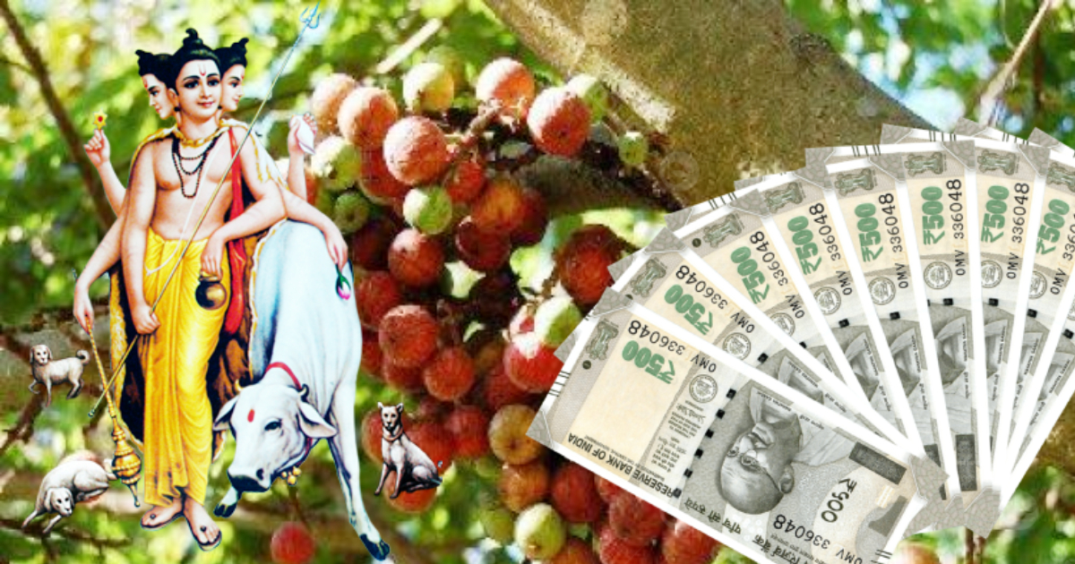 Astro Tips: दत्त गुरूंच्या आवडत्या उंबराची पूजा करा, आर्थिक अडचणींना ...