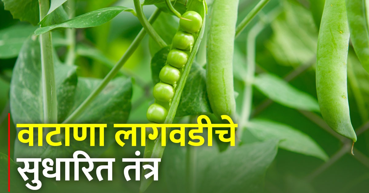 रब्बी हंगामात वाटाणा लागवडीचे व्यवस्थापन | Management of pea ...