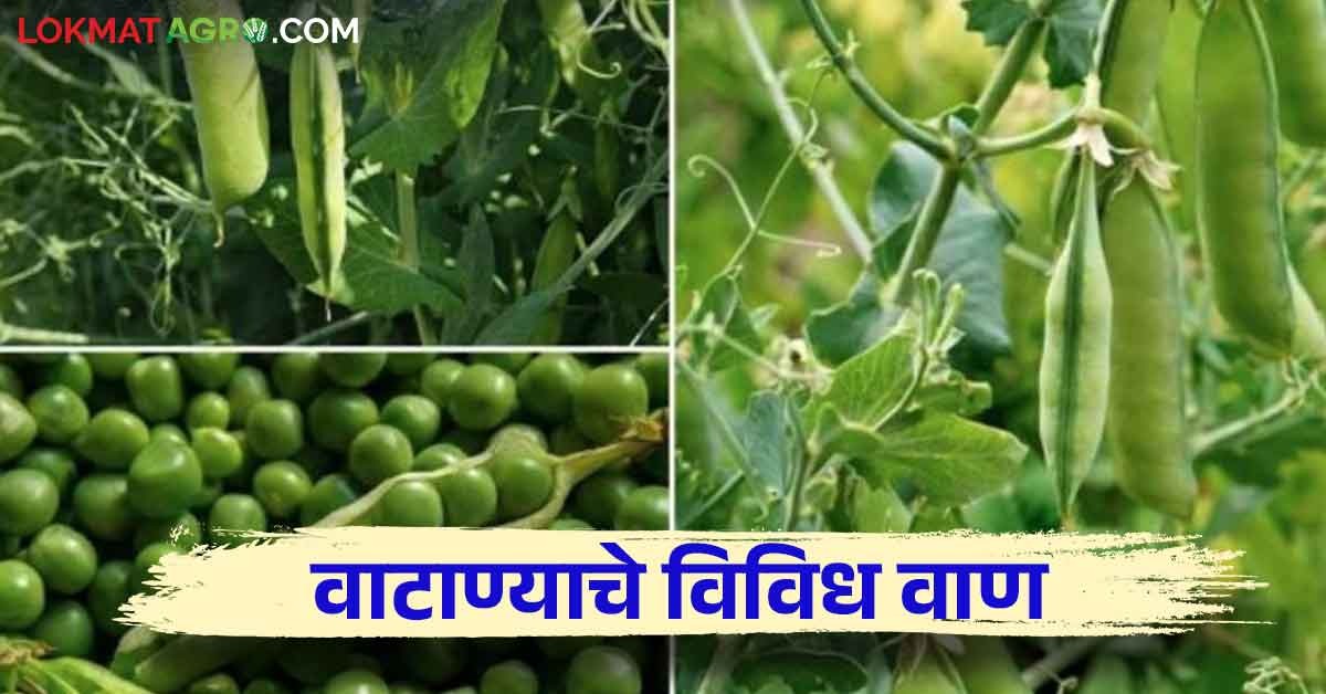 Vatana Lagwad : रब्बी हंगामात वाटाणा पिक घेताय कोणते वाण निवडाल ...