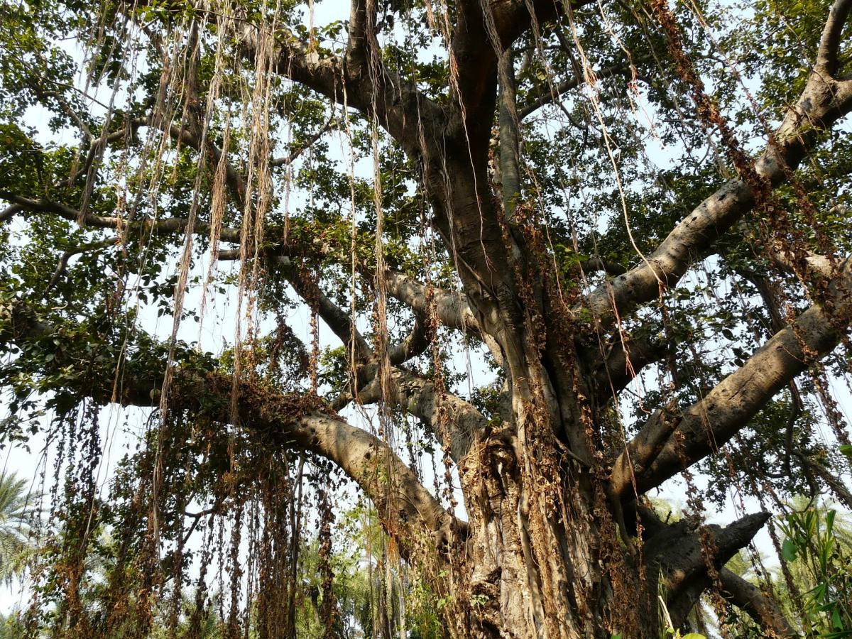 ठाण्यात ३०० ते १०० वर्षांपूर्वीचे वृक्ष जतन करण्याकरिता वृक्षप्रेमींचा ...