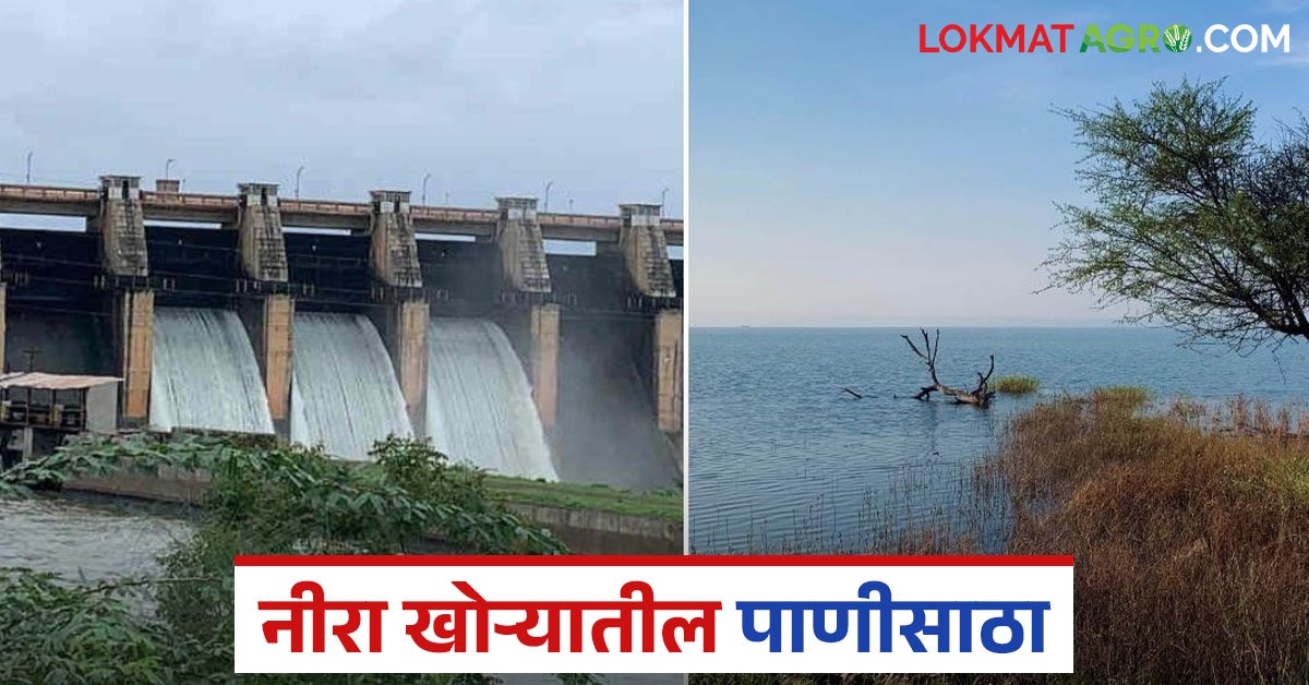 वीर धरणातील विसर्ग थांबवला; भाटघर, वीर, निरा देवघर अन् गुंजवणी धरणात ...