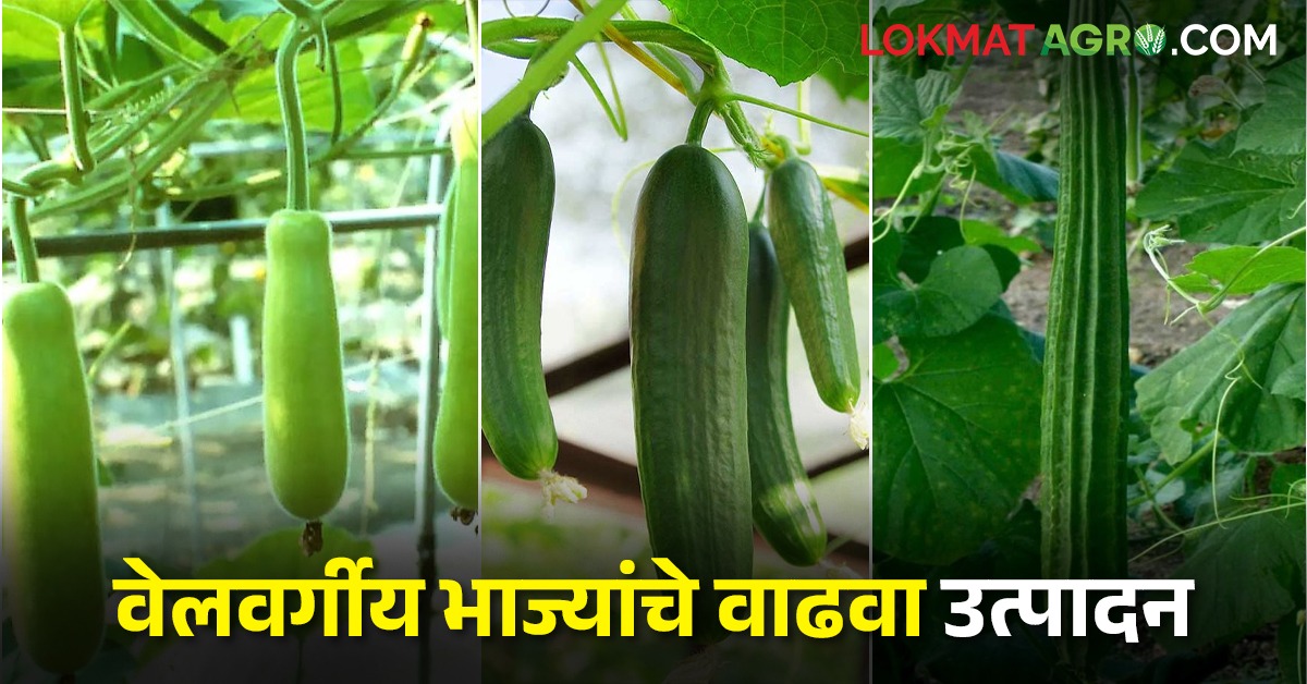 उन्हाळी भाजीपाला पिकाचे उत्पादन वाढवायचंय; आंतरमशागती बरोबर करा आच्छादन ...