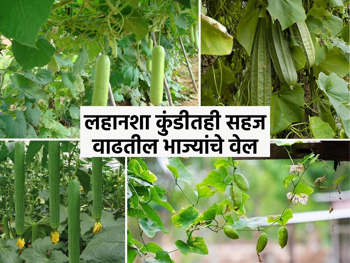 खिडकीतल्या कुंडीतही लावता येतील वेलवर्गीय भाज्या, काकडी-कारली-तोंडलीचा ...