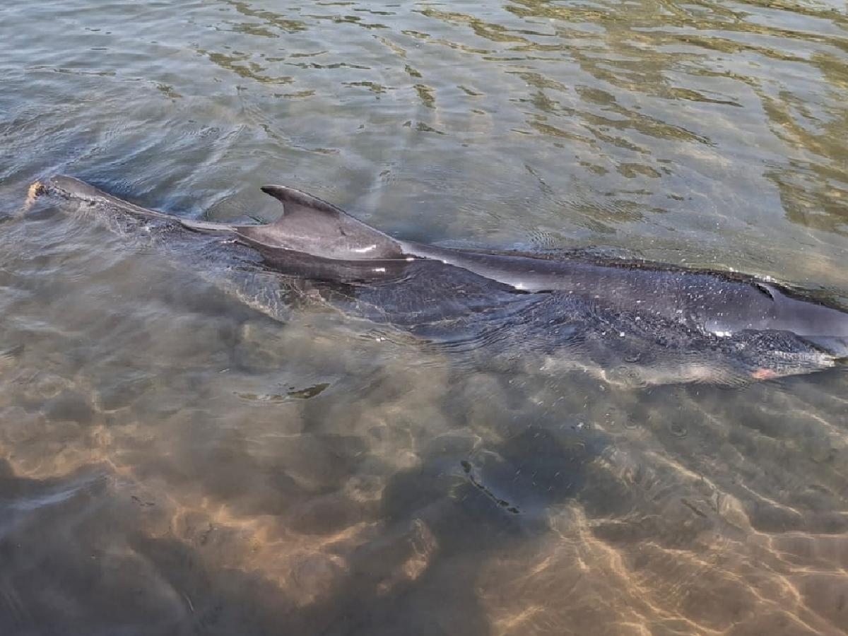 Sindhudurg: तळाशील खाडीत आढळला 'बटू शुक्राणू व्हेल', महाराष्ट्राच्या ...