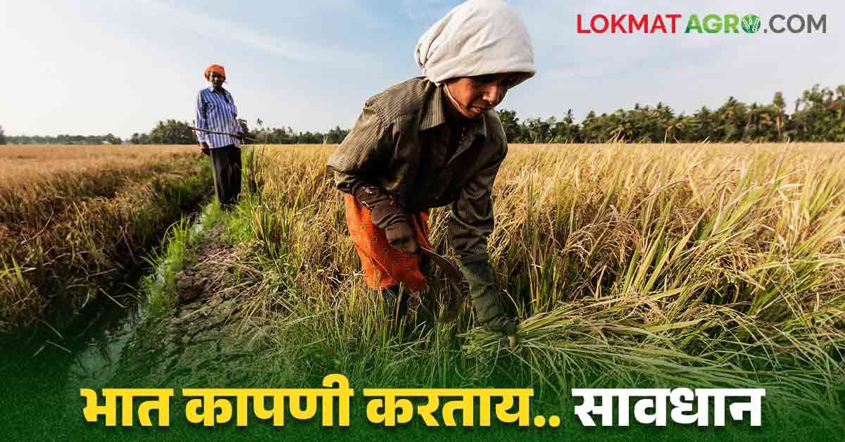 Vinchu : भात कापणी करताना होऊ शकतो विंचूदंश कशी घ्याल काळजी | Vinchu ...