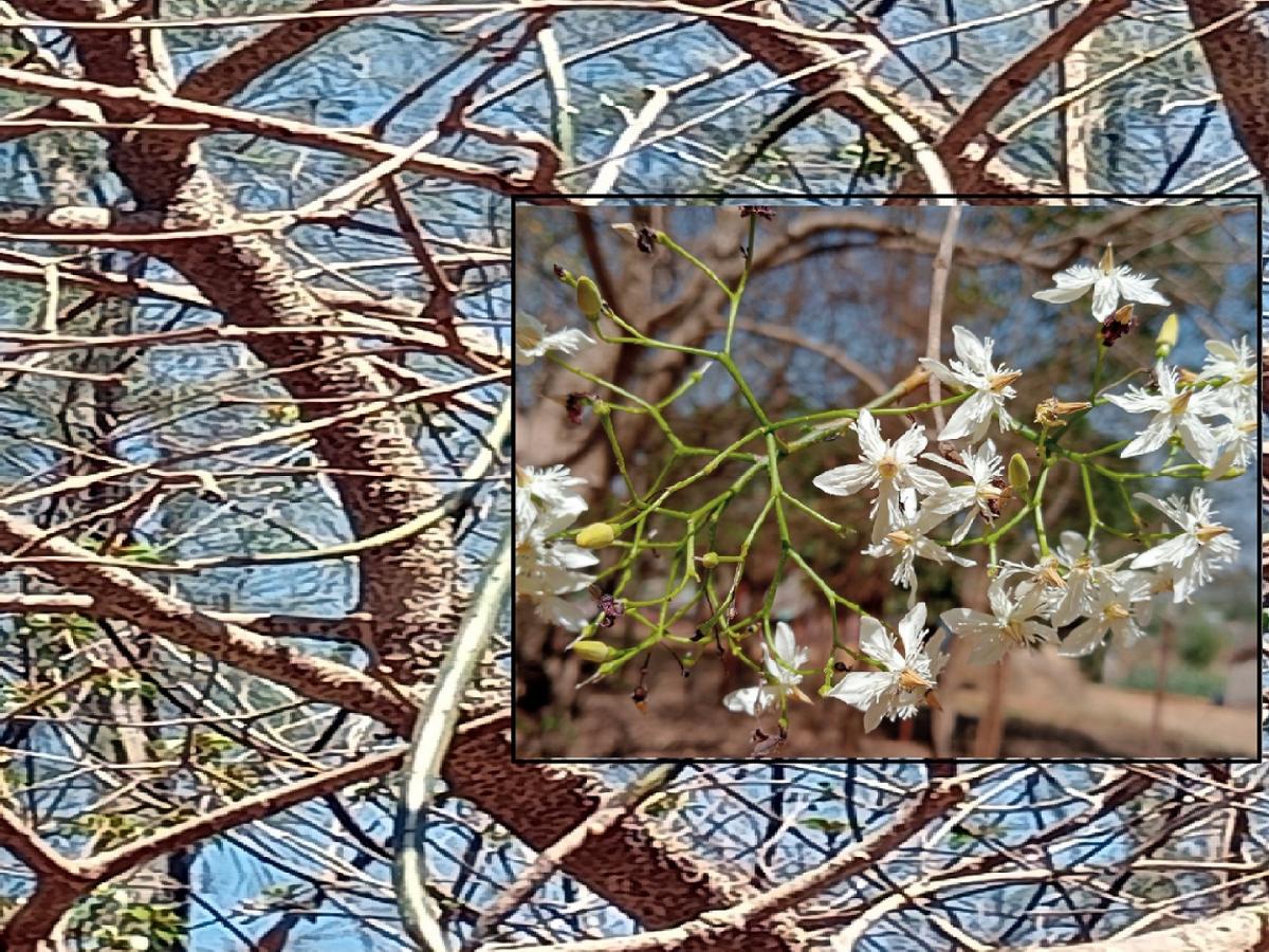 कोल्हापुरात आढळला औषधी ‘काळा कुडा’ वृक्ष, वारसा वृक्ष म्हणून जपण्याची ...