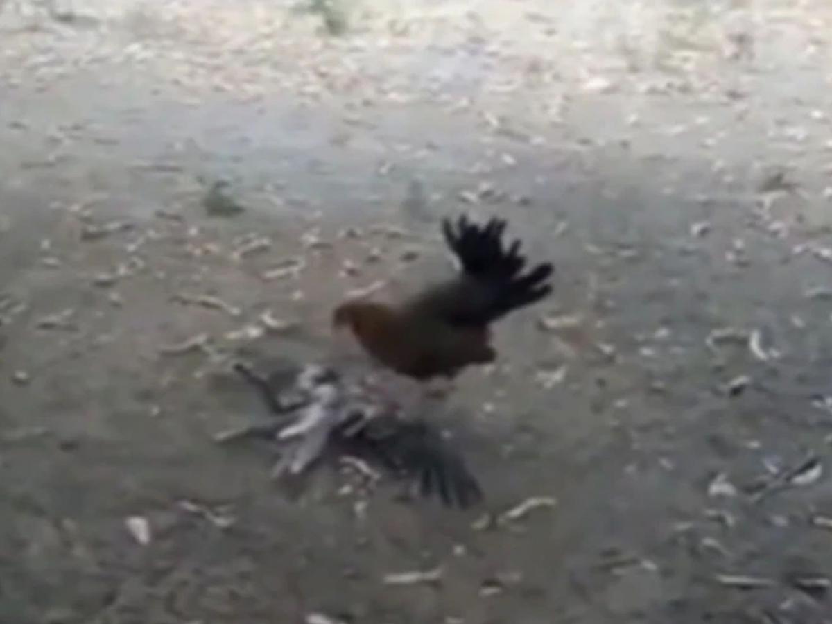 Hawk Attack Video: भयानक Video! कोंबडीशी पंगा घेतला, घारीला महागात पडला ...