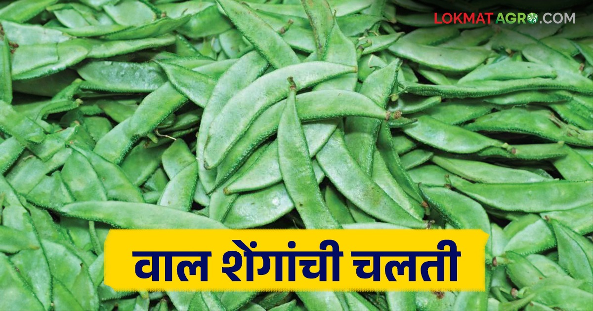 Popati Party : थर्टी फर्स्टसाठी पोपटी; पुणेरी वाल शेंगांचा भाव वाढला ...