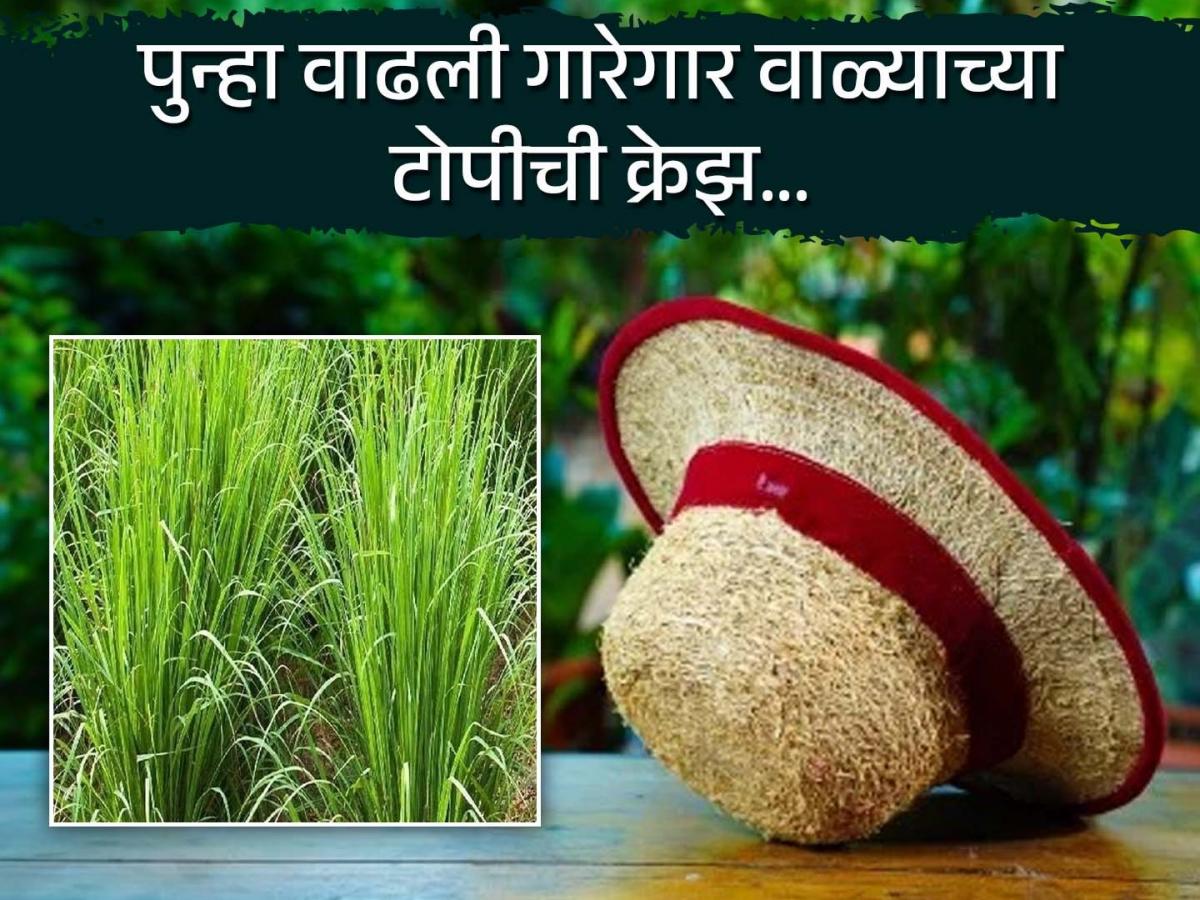 ठंडा ठंडा कूल कूल... पुन्हा एकदा वाळ्याच्या टोप्यांची क्रेझ, सुगंध आणि ...