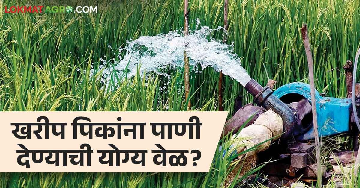 Crop Water Management : तूर, सोयाबीन, ज्वारी, मका पिकांना पाणी देण्याची ...