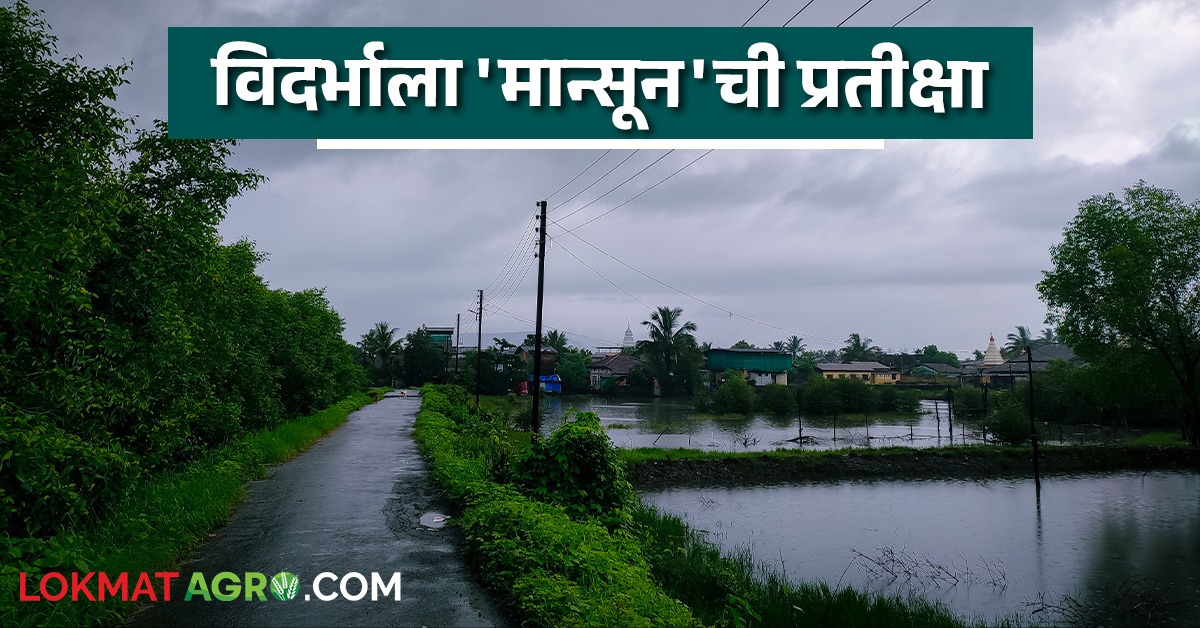 latest news Vidarbha Monsoon Update read in details