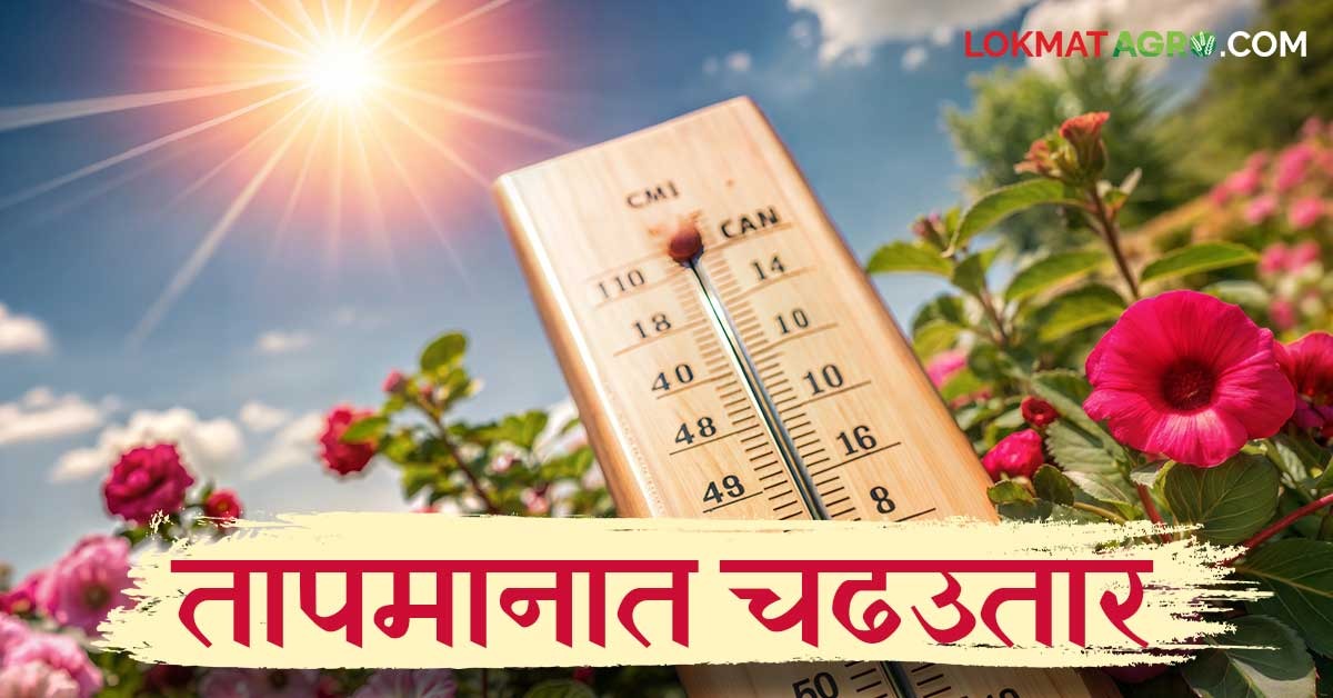 Latest news of Highest Temperature in Maharashtra read in details