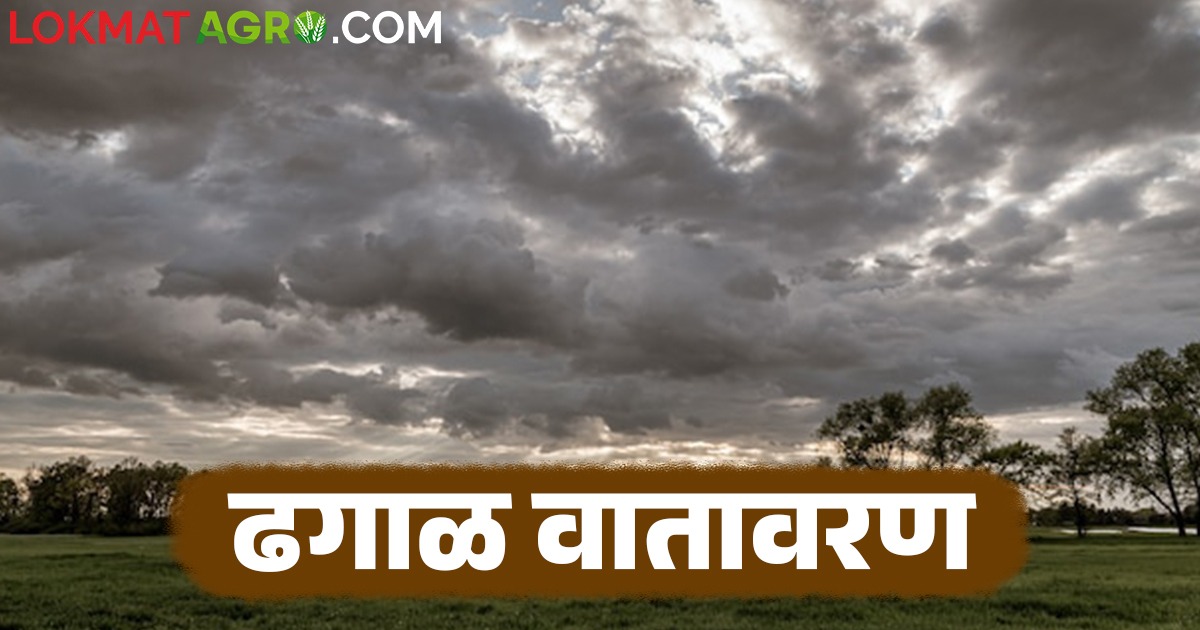 latest news Maharashtra Weather Update Cold weather increases concerns ...
