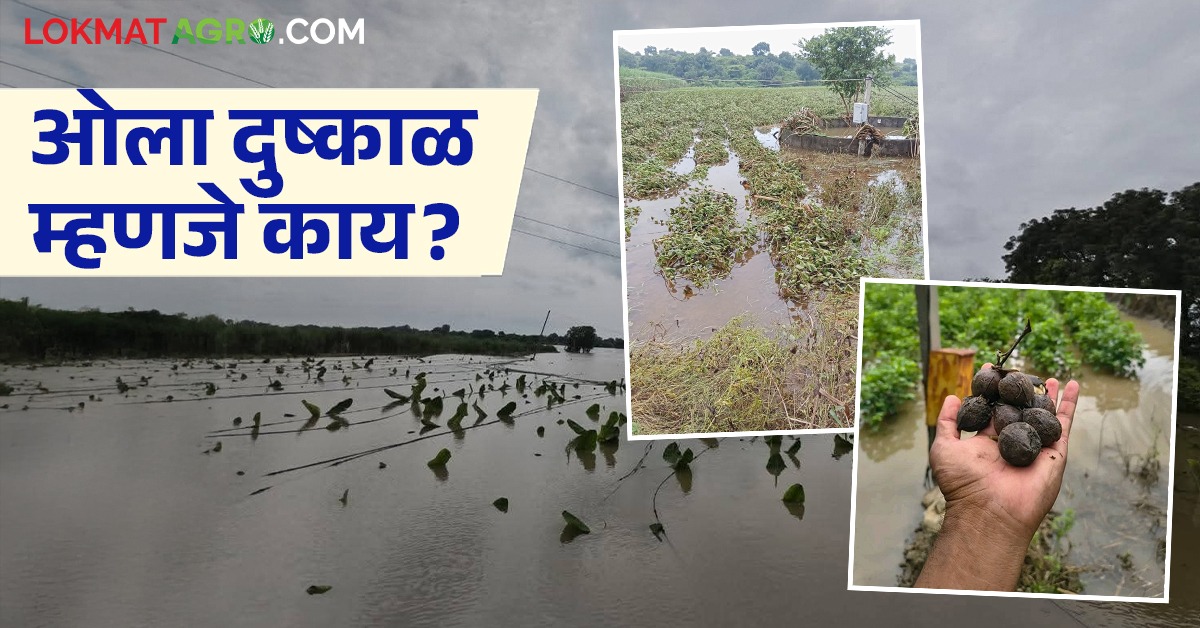 Ola Dushkal : ओला दुष्काळ कधी जाहीर करतात, त्याचे निकष काय आहेत, वाचा ...