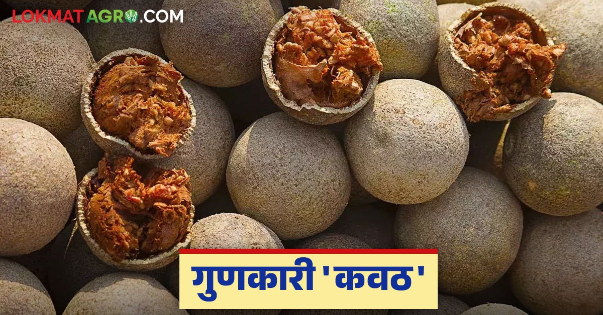 महाशिवरात्रीला घरोघरी का खातात कवठ; कवठाचे आरोग्यदायी फायदे | what is ...