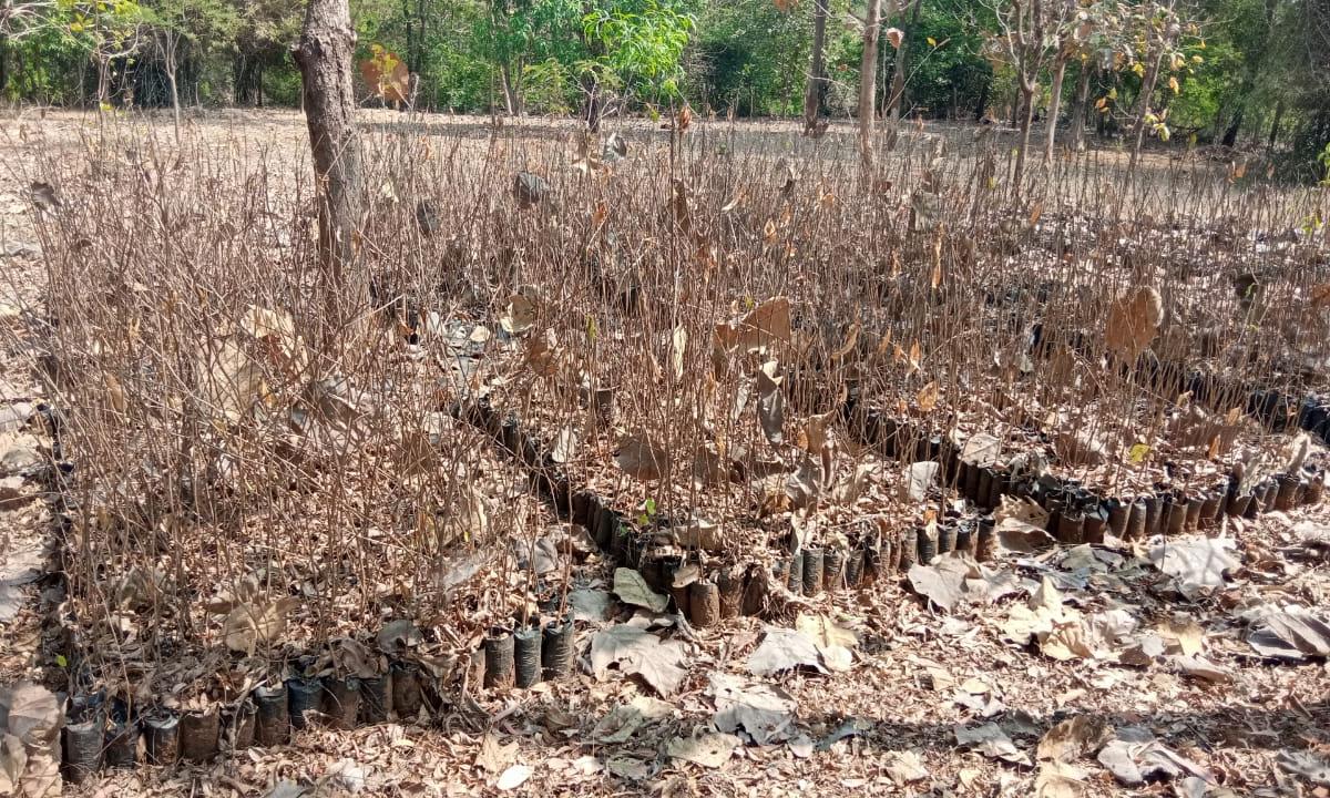 शासनाची वृक्ष लागवड योजना वनविभागाने ठरवली फोल, लागवडीअभावी ...