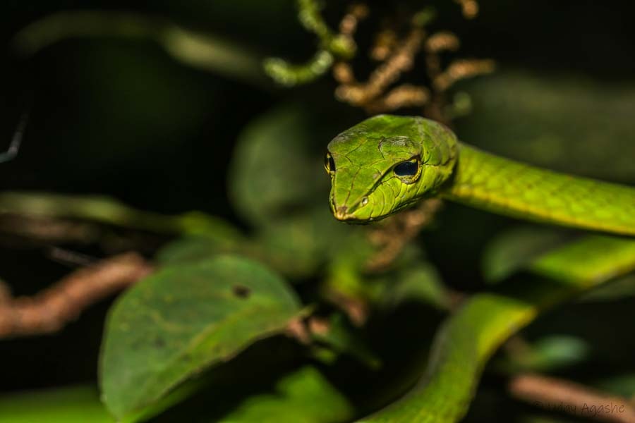 हरणटोळ सापांमध्ये आढळले प्रतिजैविकांना दाद न देणारे जीवाणू Pimpri ...
