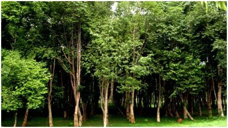 भारतातील या झाडाचे लाकूड आहे सोन्यापेक्षा महाग, एक किलोसाठी मोजावे ...