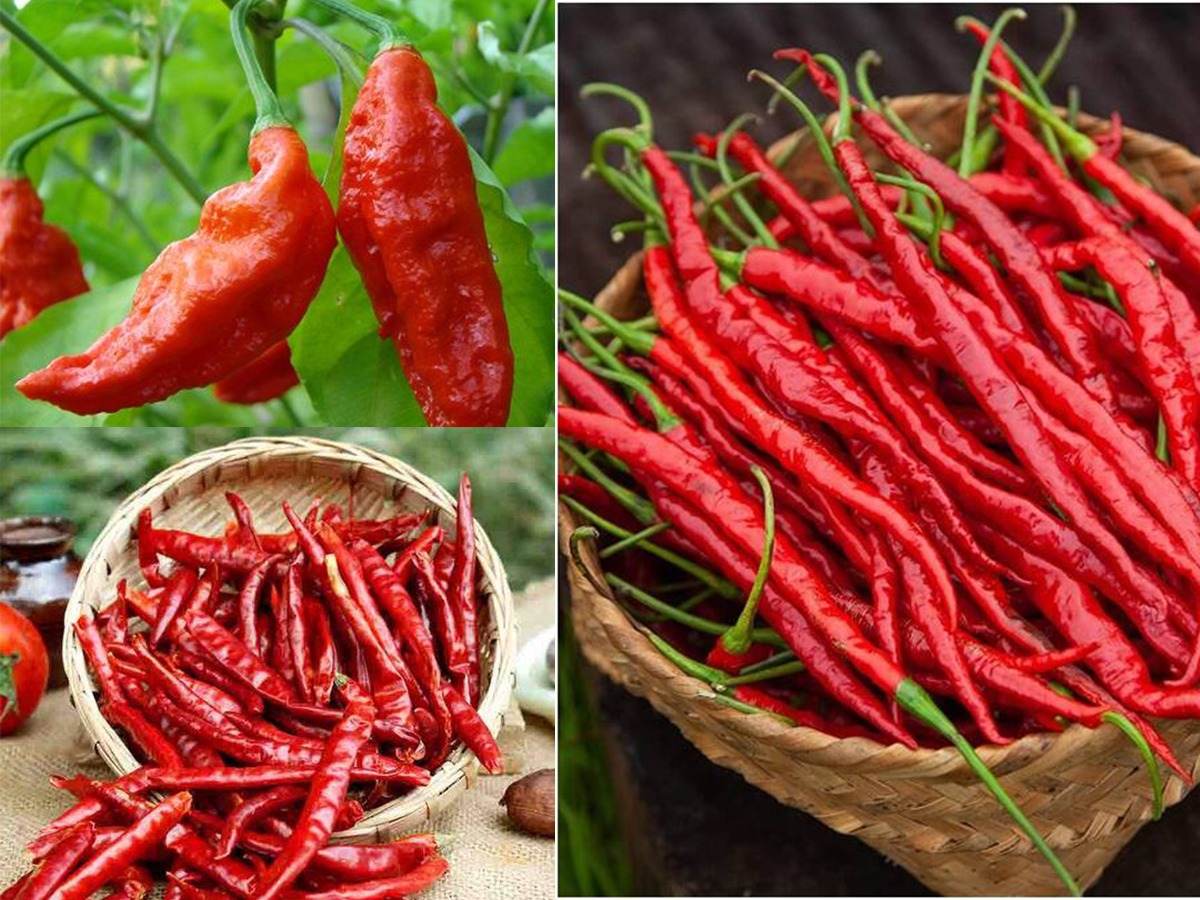 मिरचीचा अस्सल झणका बघायचाय? खाऊन तर बघा भारतातल्या सर्वात जास्त तिखट ५ ...